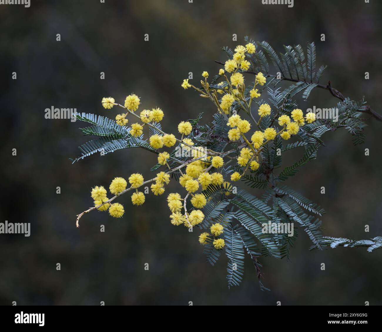 Acacia filicifolia hi-res stock photography and images - Alamy