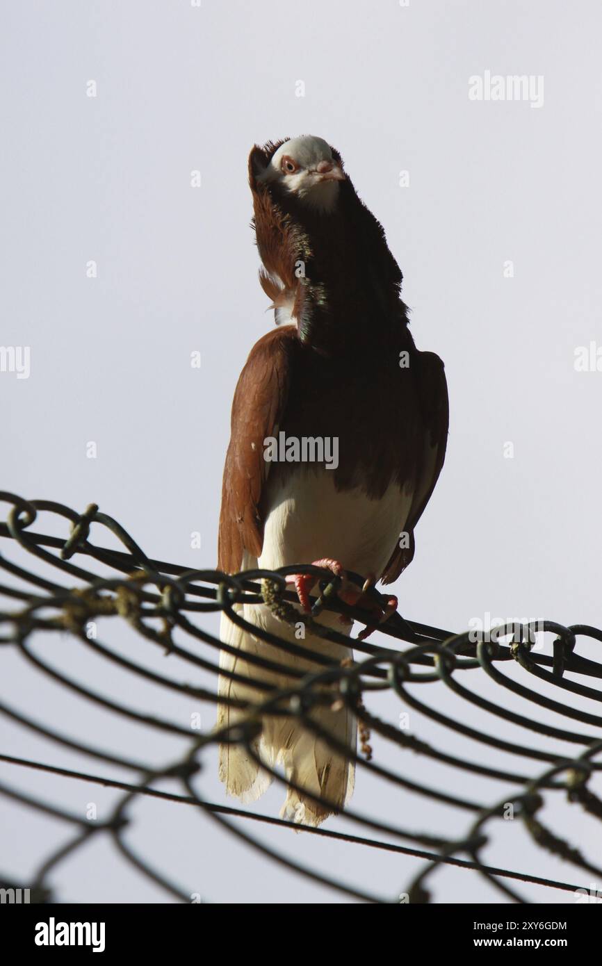 Old Dutch capuchin pigeon Stock Photo - Alamy