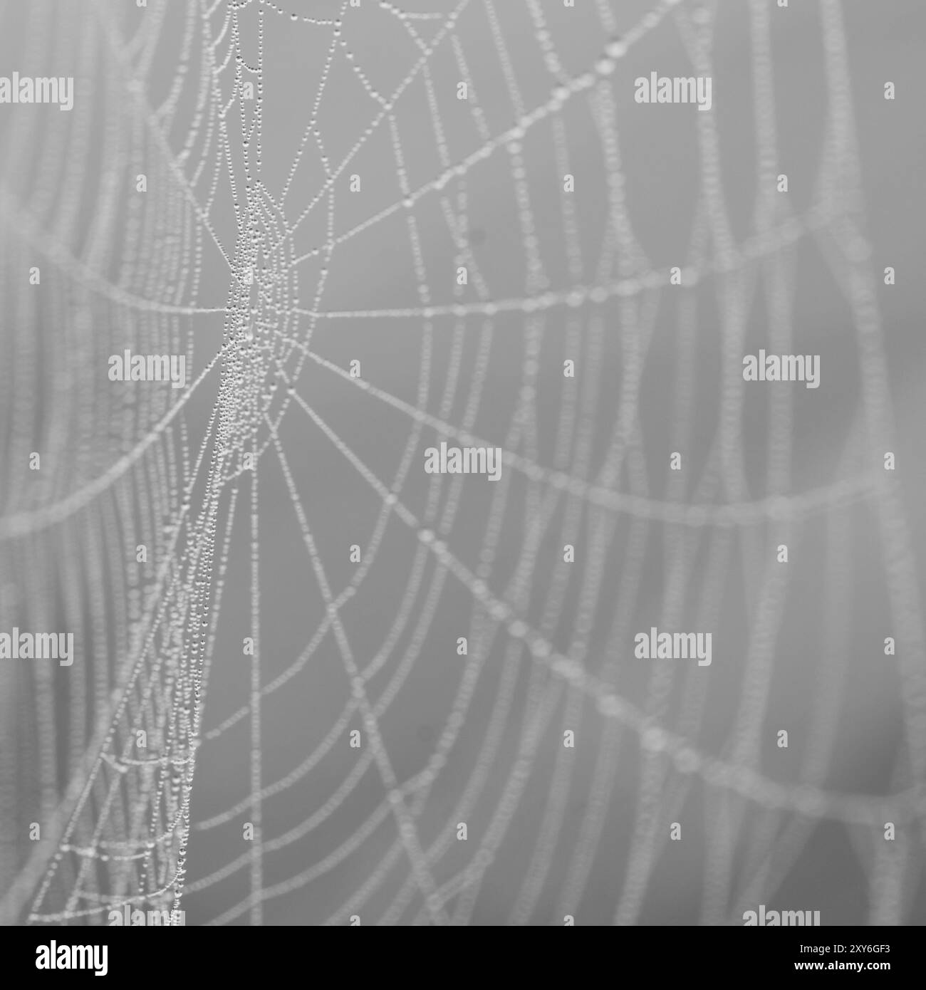 Covered with spider net Black and White Stock Photos & Images - Alamy