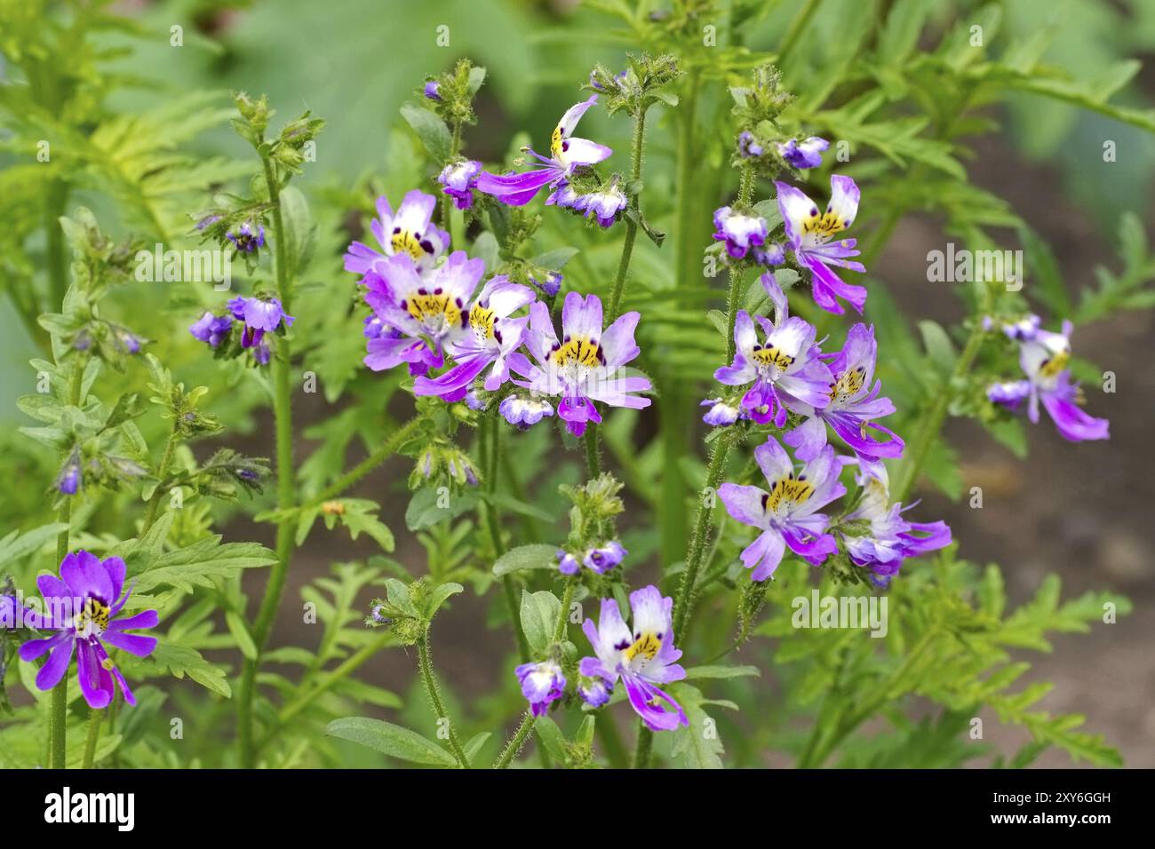 Feathered split flower, Schizanthus pinnatus, small butterfly ...