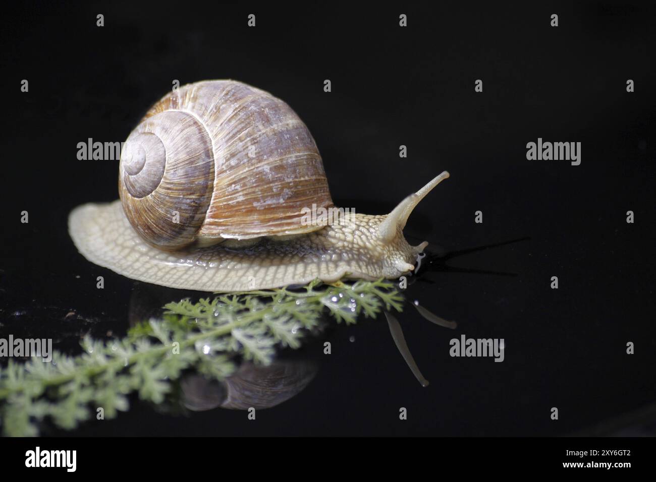 Roman screw hi-res stock photography and images - Alamy