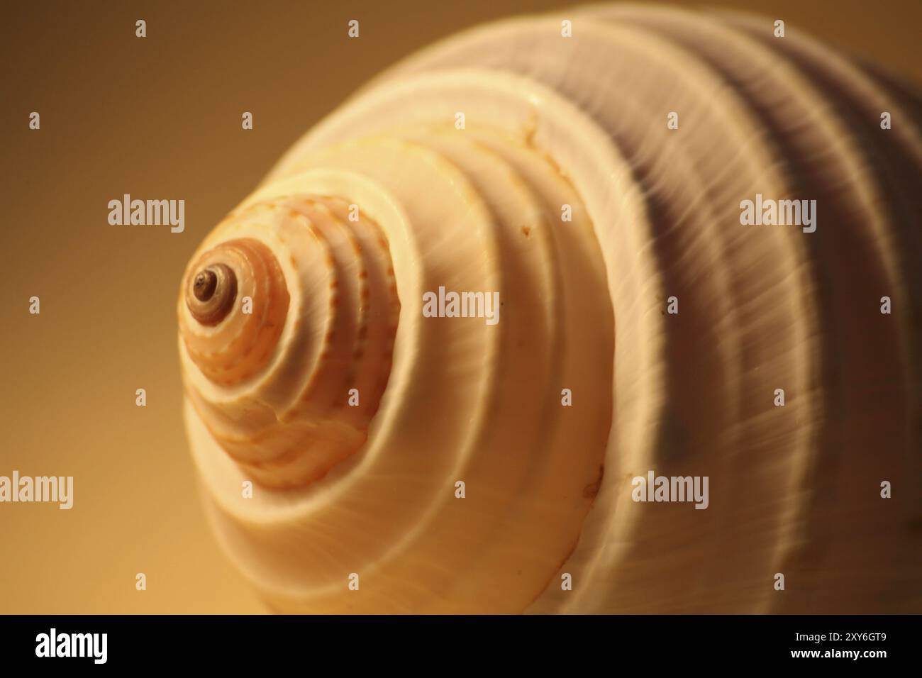 Empty mussel underwater hi-res stock photography and images - Alamy