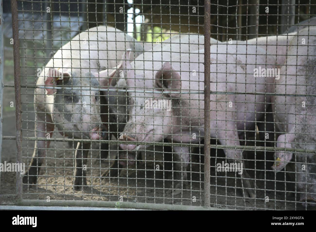 Domestic pigs in the quarantine barn Stock Photo - Alamy
