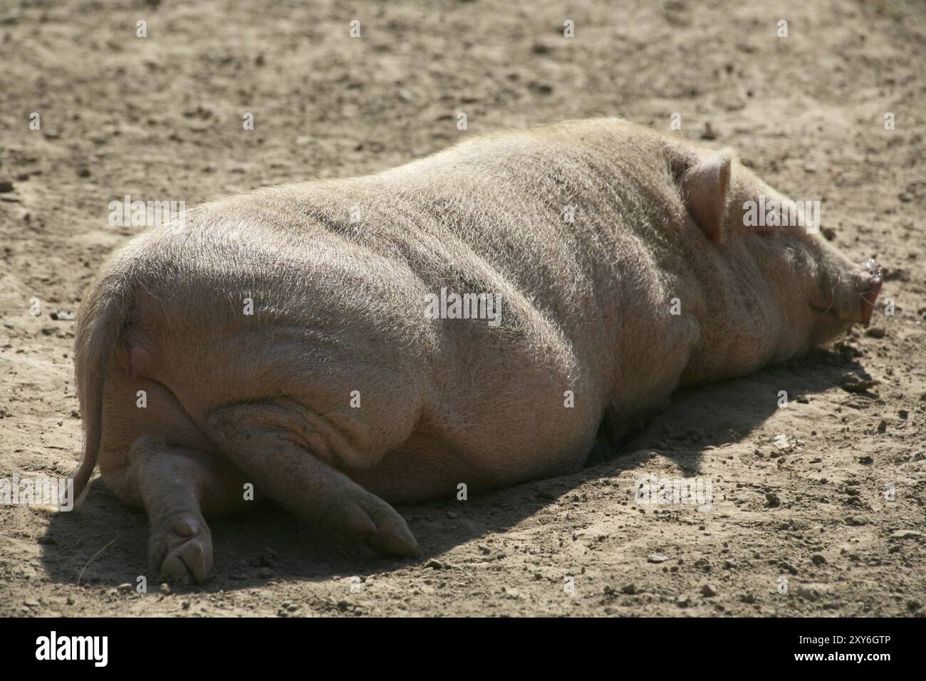 60 kilogram hi-res stock photography and images - Alamy