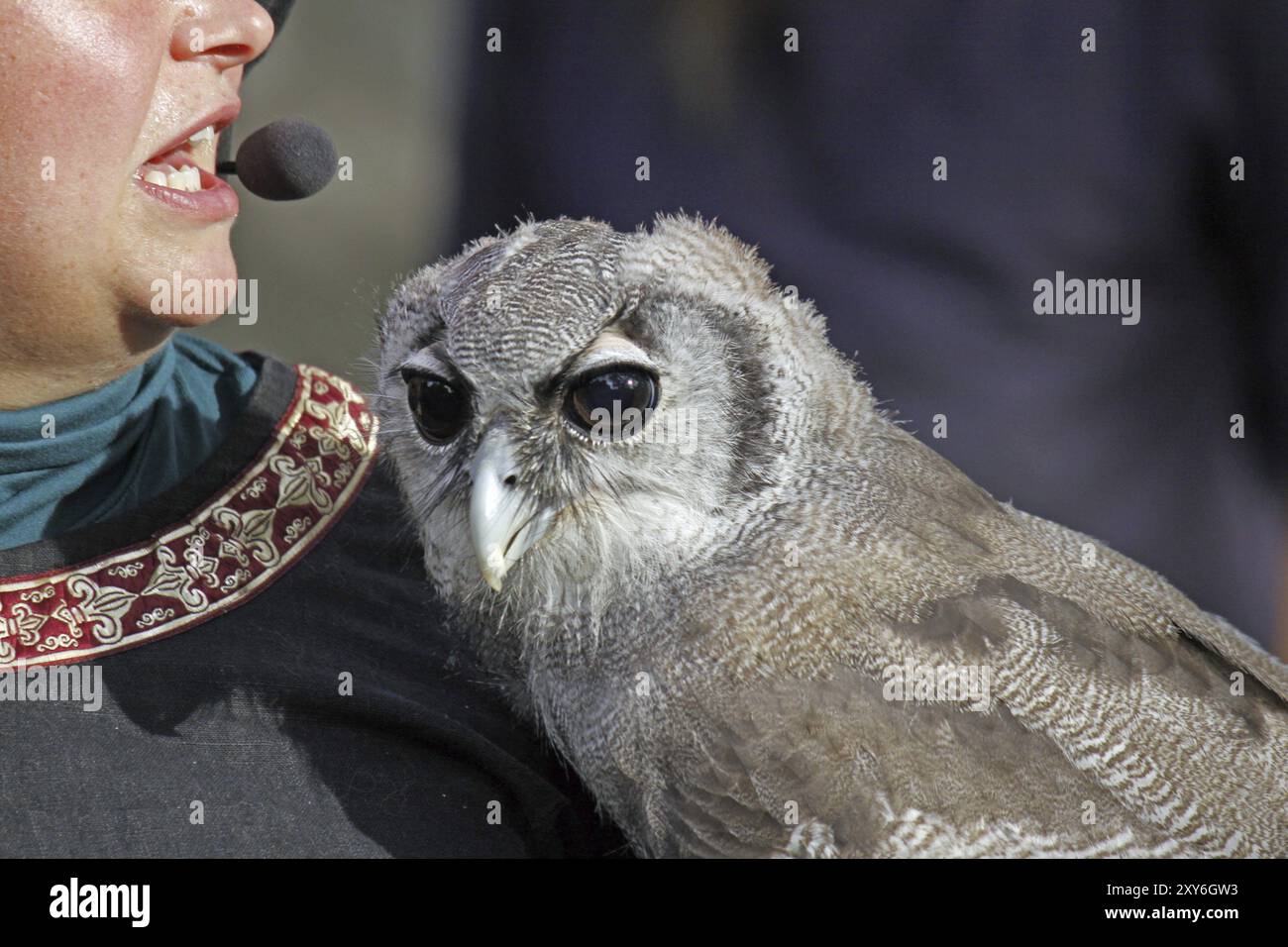 Milk eagle owl bubo hi-res stock photography and images - Alamy