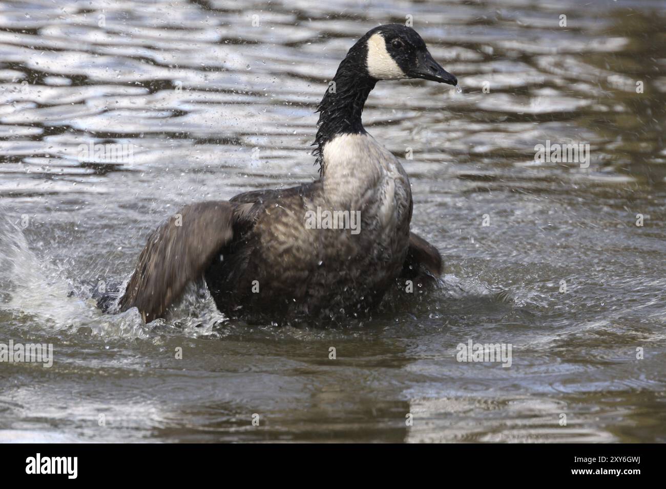 Canada goose bathing on hi-res stock photography and images - Alamy