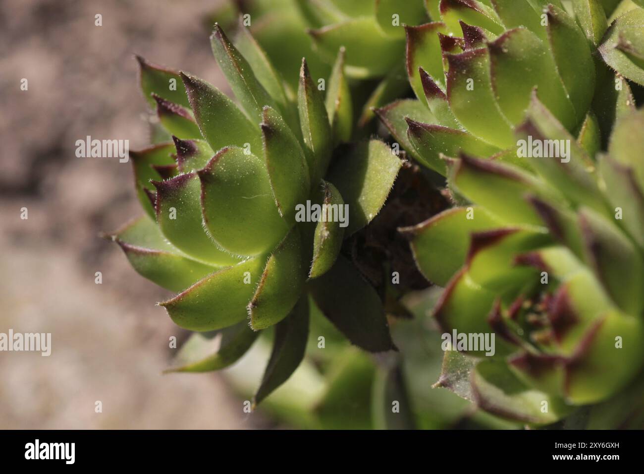 Common houseleek (Sempervivum tectorum Stock Photo - Alamy