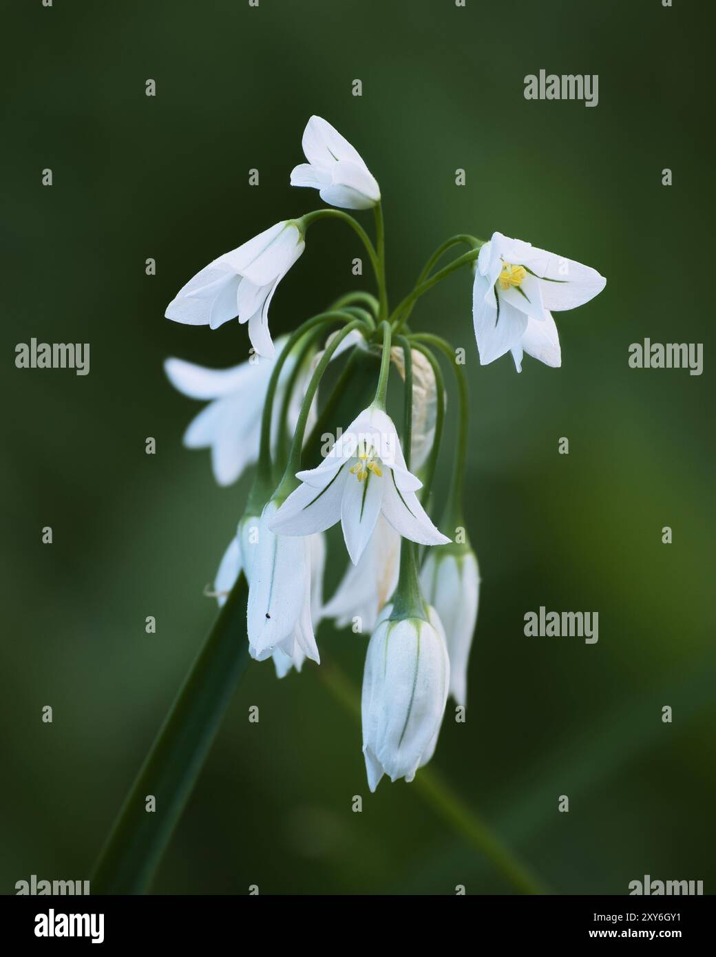 Three-cornered Garlic Flowers Stock Photo - Alamy