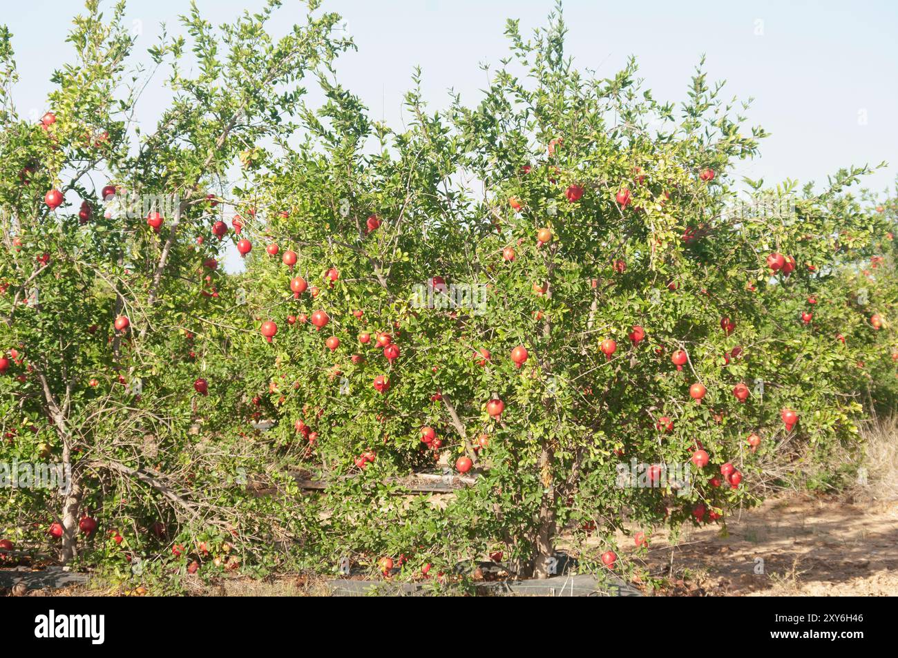 Temporari fruit hi-res stock photography and images - Alamy