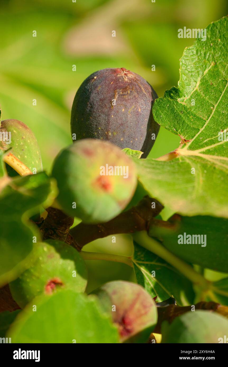 Figs on a Mediterranean fig tree ready for harvesting Stock Photo - Alamy