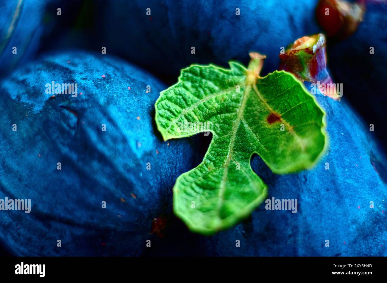 Figs fruit in branch fig hi-res stock photography and images - Alamy