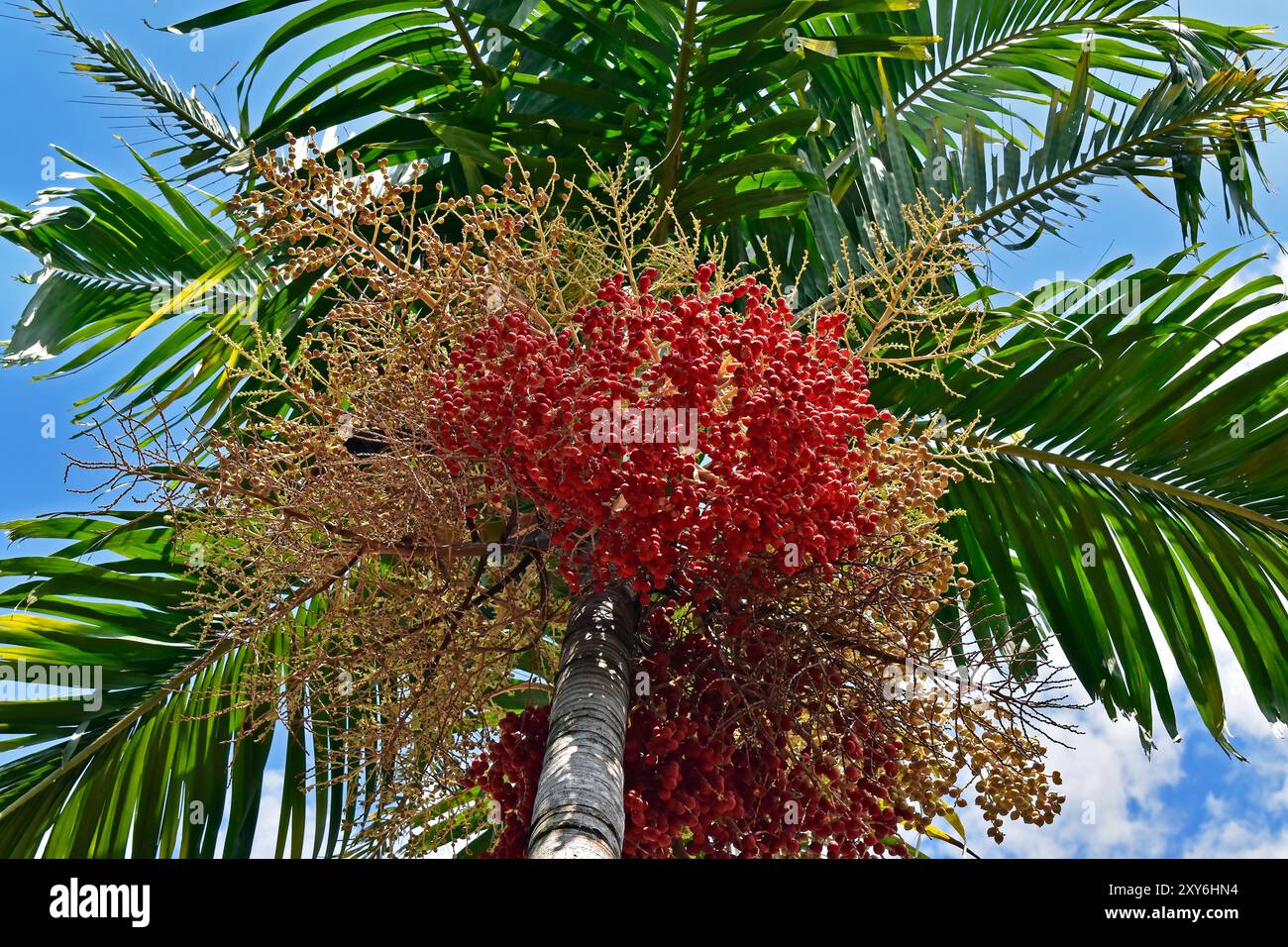 Carpentaria hi-res stock photography and images - Alamy