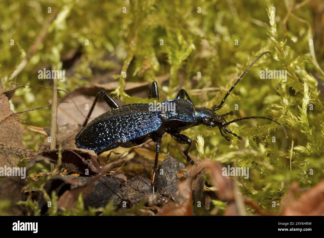 Leather ground beetle, Carabus coriaceus, beetle Stock Photo - Alamy