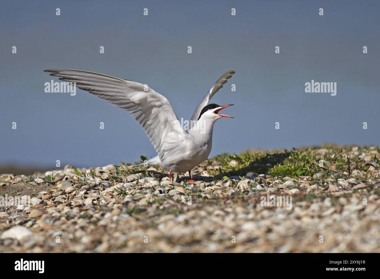 Common Tern, Sterna hirundo, common tern Stock Photo - Alamy