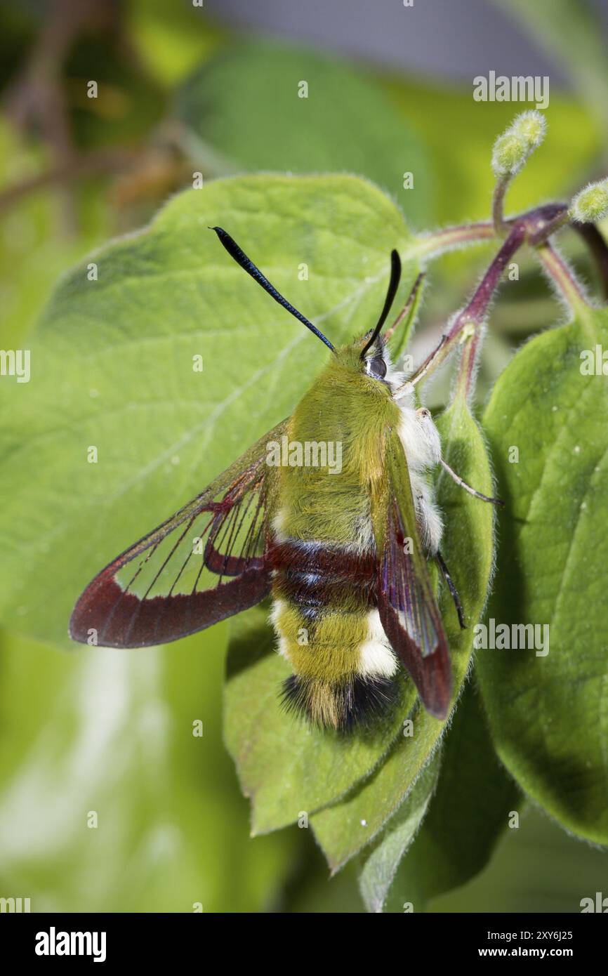 Bumblebee hawk-moth, Hemaris fuciformis, broad-bordered bee hawk-moth ...