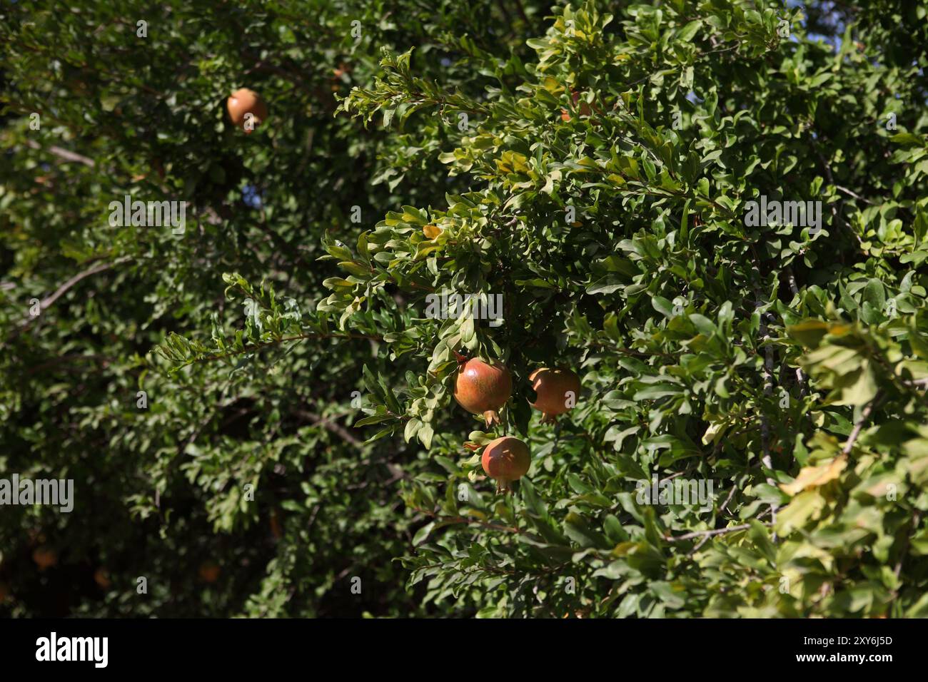 Detail of a Pomegranate or Punica Granatum tree, a fruit bearing ...