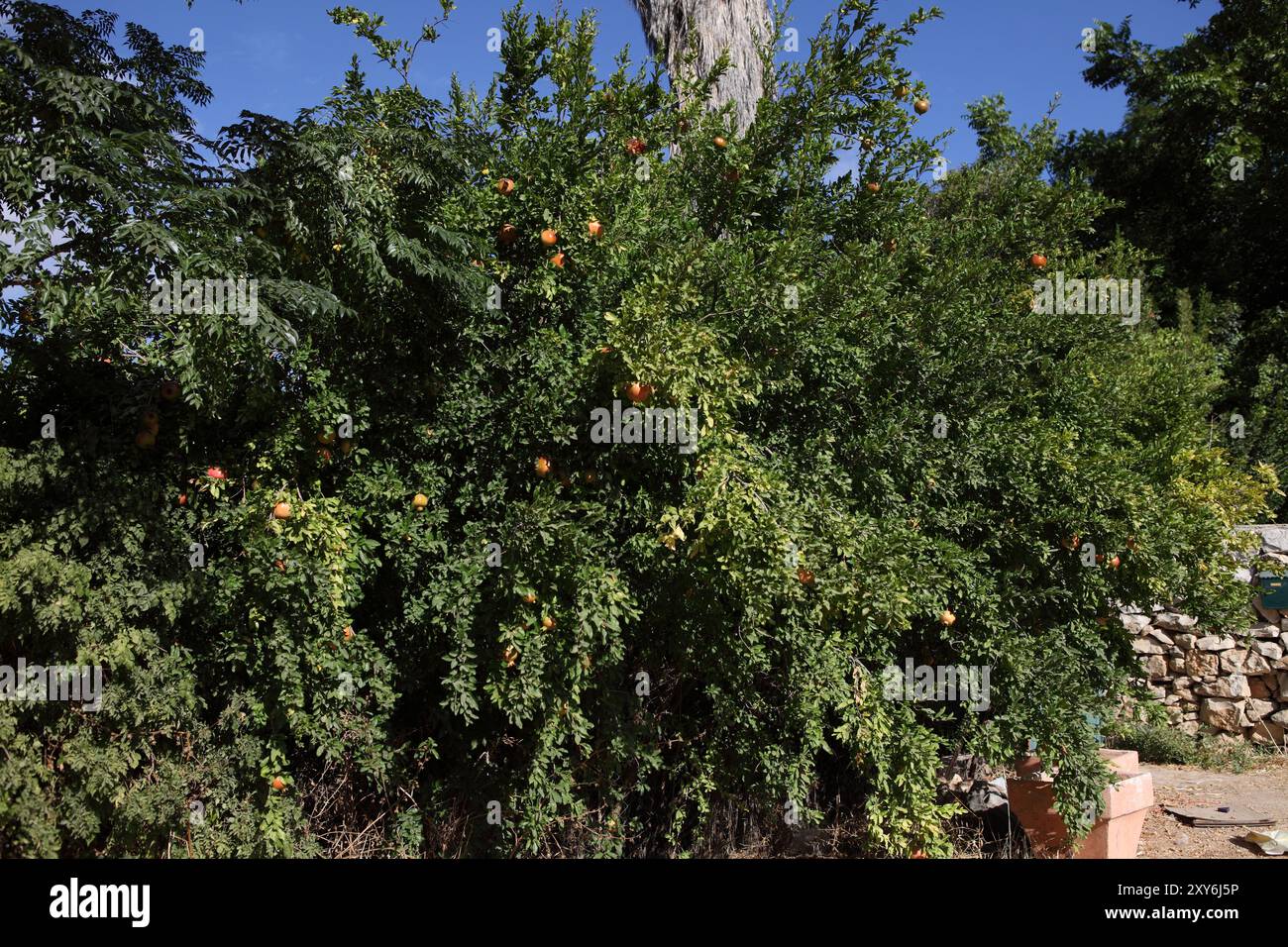 Detail of a Pomegranate or Punica Granatum tree, a fruit bearing ...