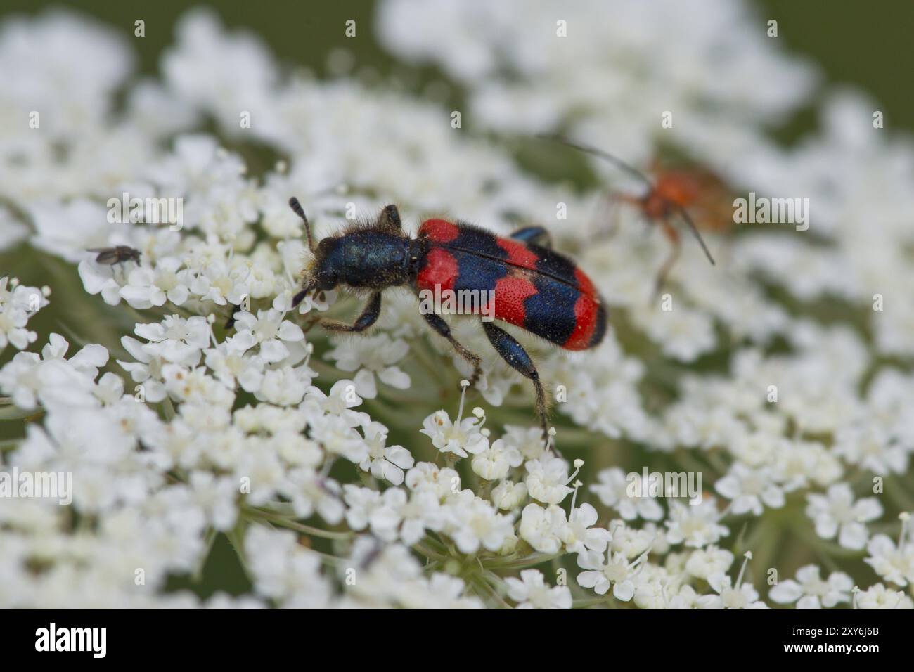 Trichodes apiarius beetle hi-res stock photography and images - Alamy