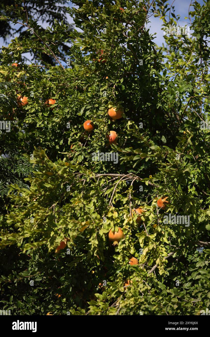 Detail of a Pomegranate or Punica Granatum tree, a fruit bearing ...