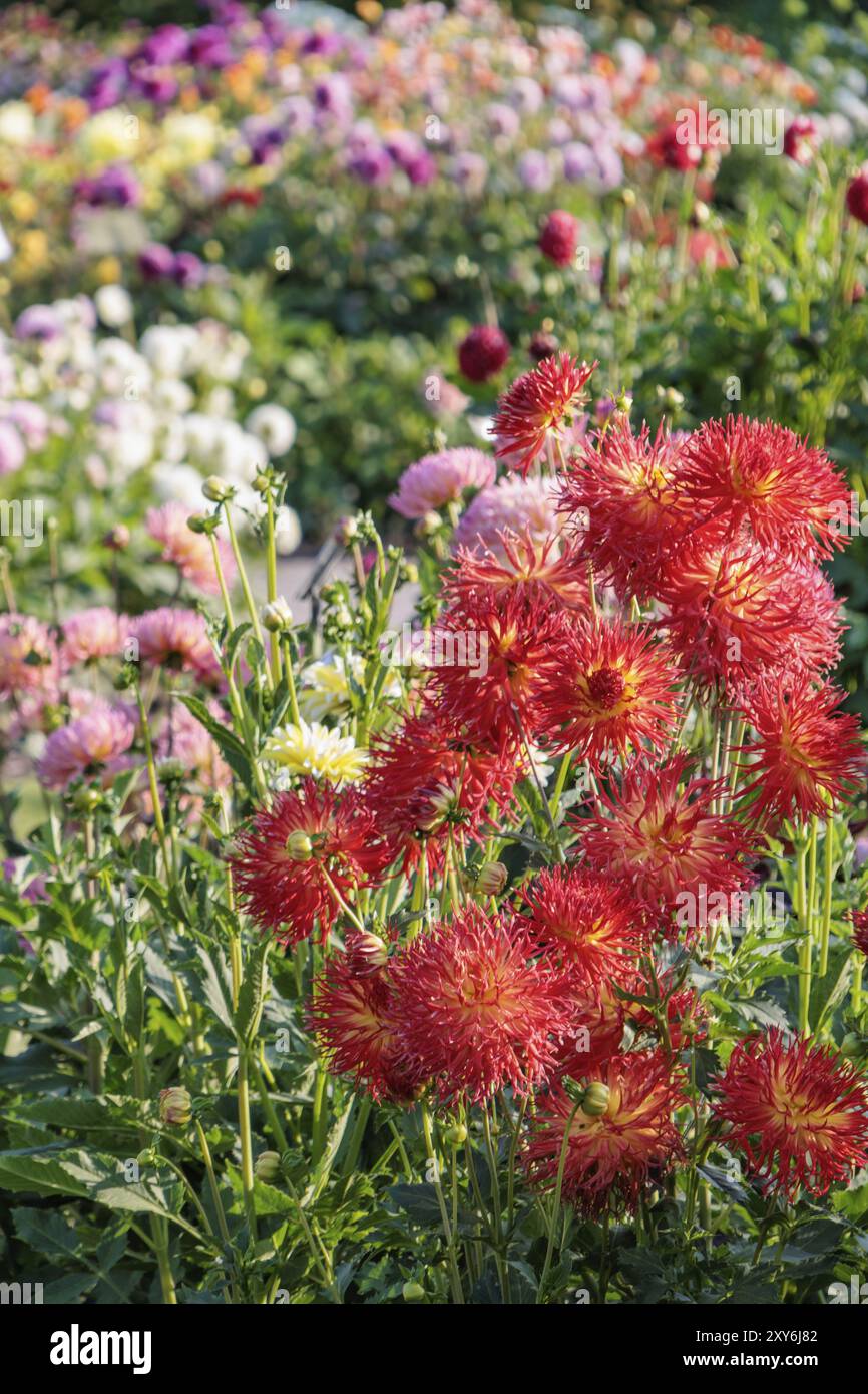 Red dahlias and different flower colours in a blooming garden, legden ...