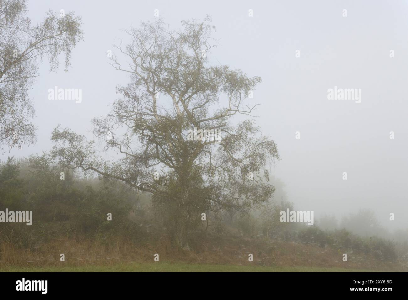 Foggy landscape, birch trees (Betula) and broom (Genista) with spider ...