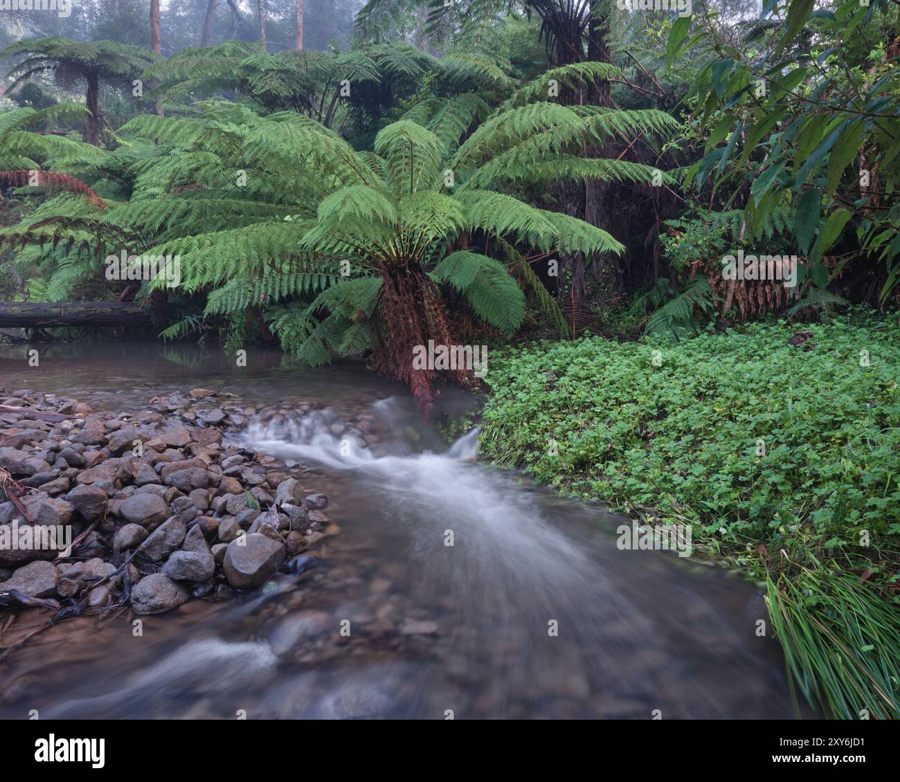 Sassafras victoria hi-res stock photography and images - Alamy