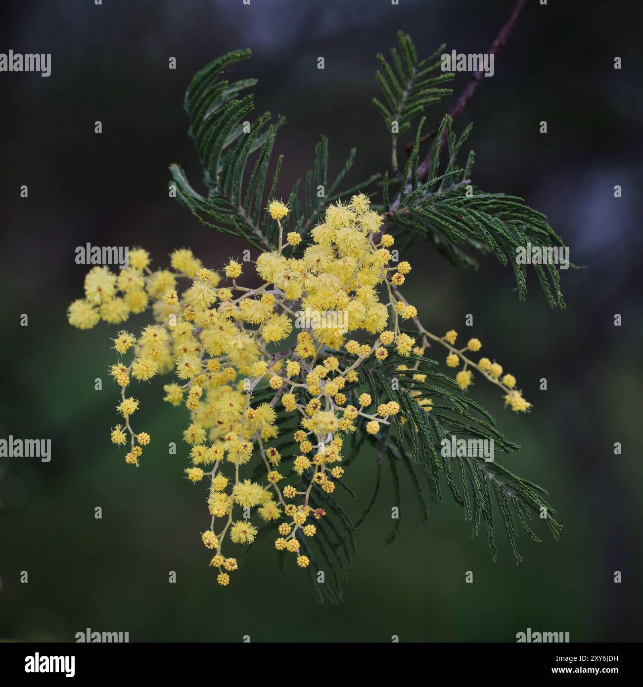 Acacia cardiophylla hi-res stock photography and images - Alamy