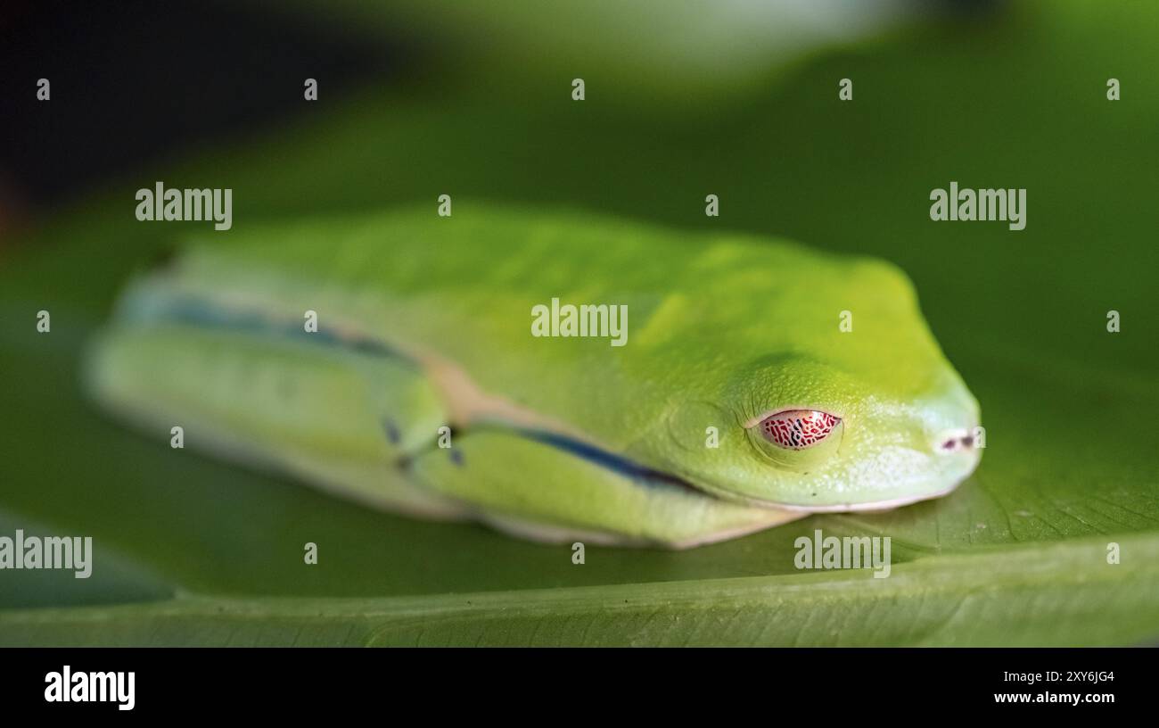 Red-eyed tree frog (Agalychnis callidryas), sleeping on a bla, Heredia ...