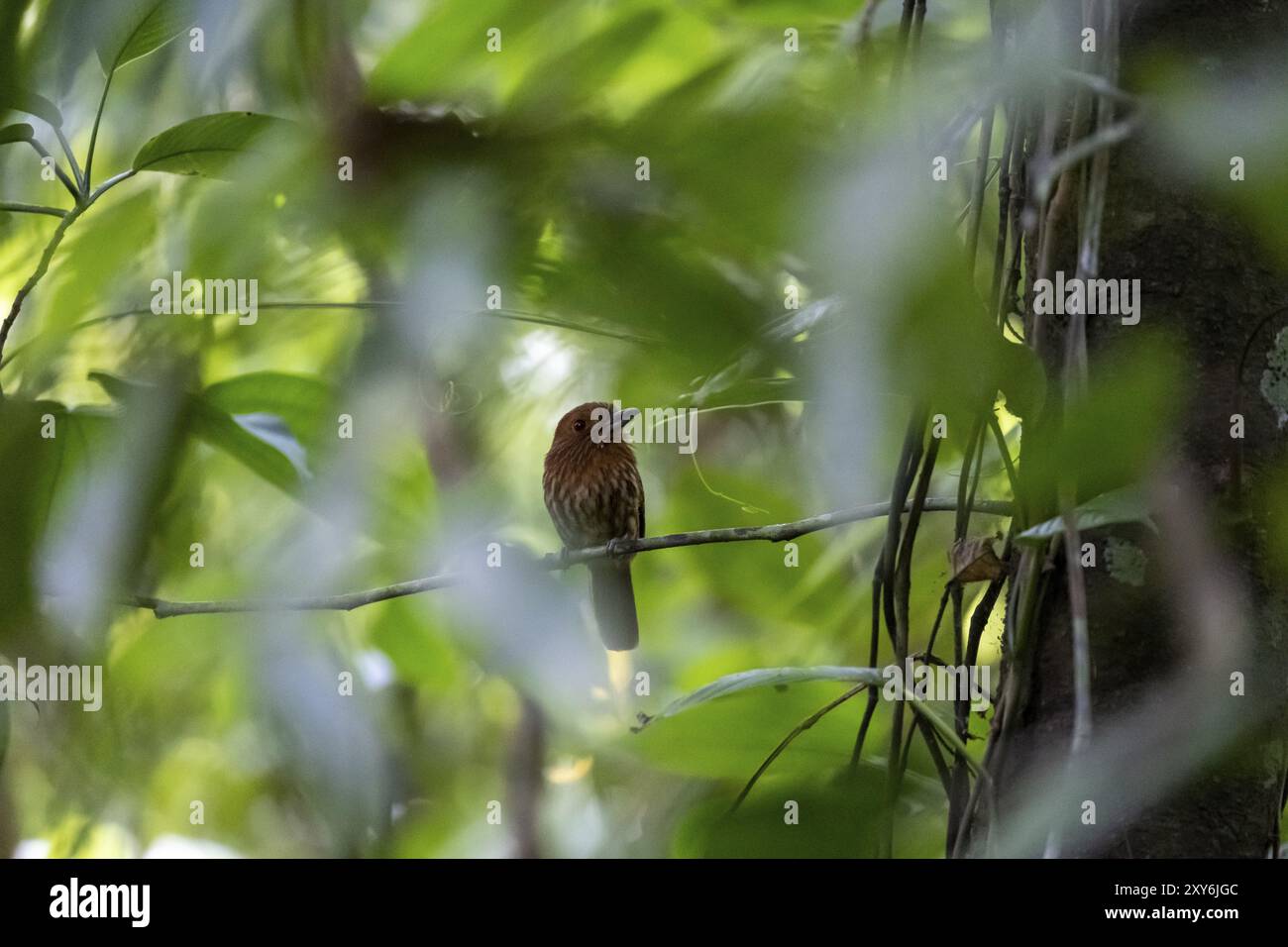 White-tailed Puffbird (Malacoptila panamensis) sitting on a branch ...