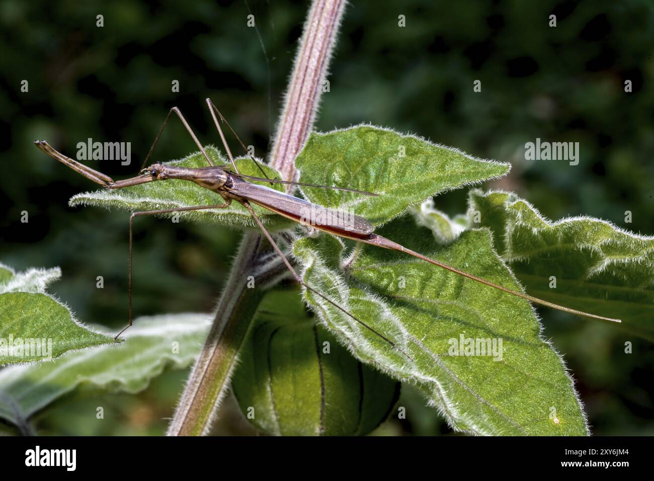 Water bug (rod bug Ranatra linearis Stock Photo - Alamy