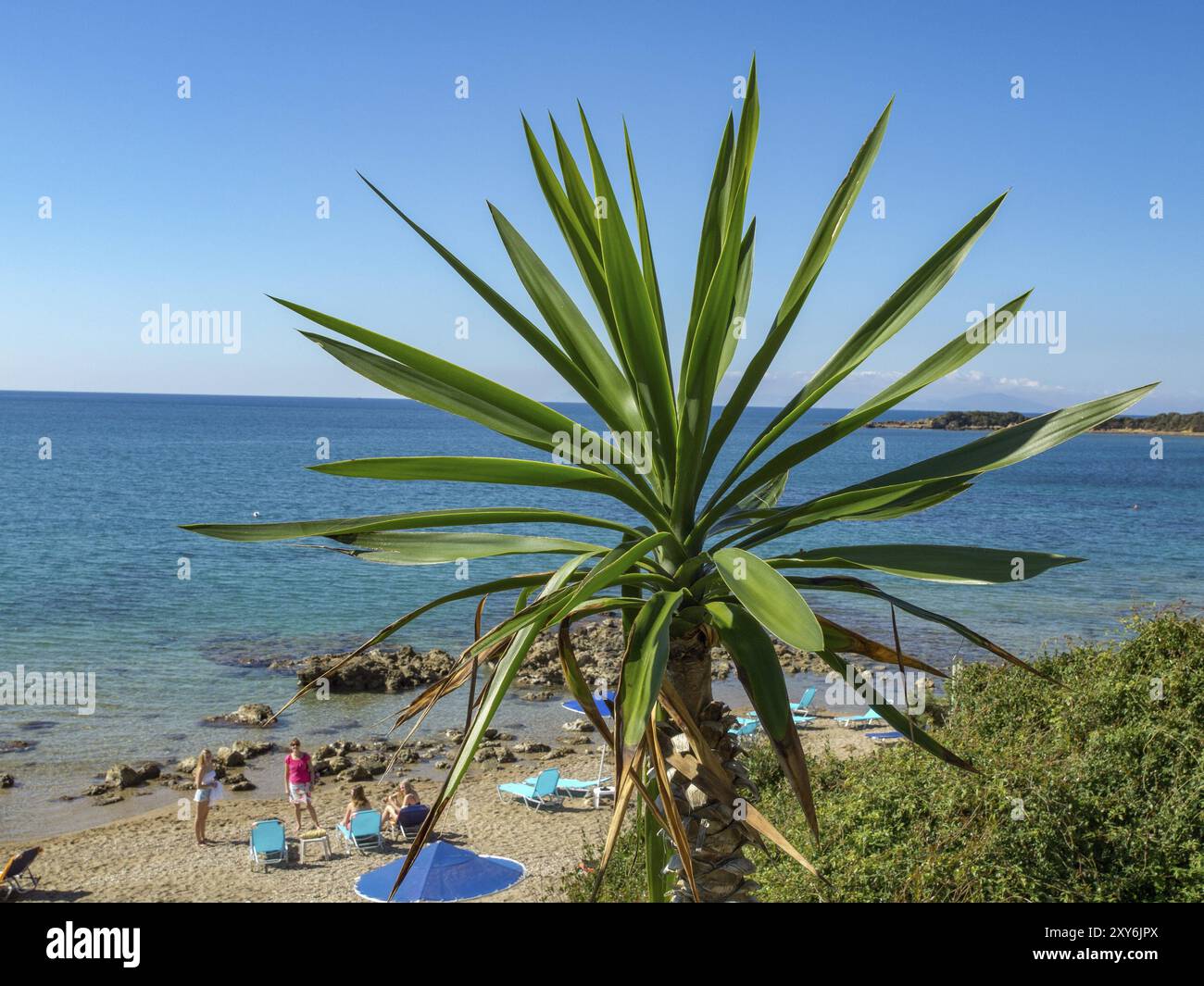 Palm tree on the beach, people relaxing under parasols by the turquoise ...