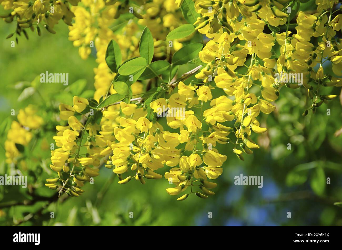 Laburnum, Laburnum 01 Stock Photo - Alamy