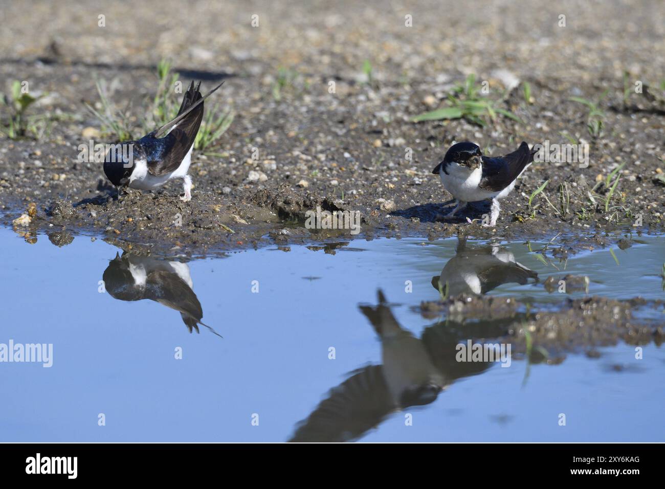 Common House Martin with nesting material. House Martin with nesting ...