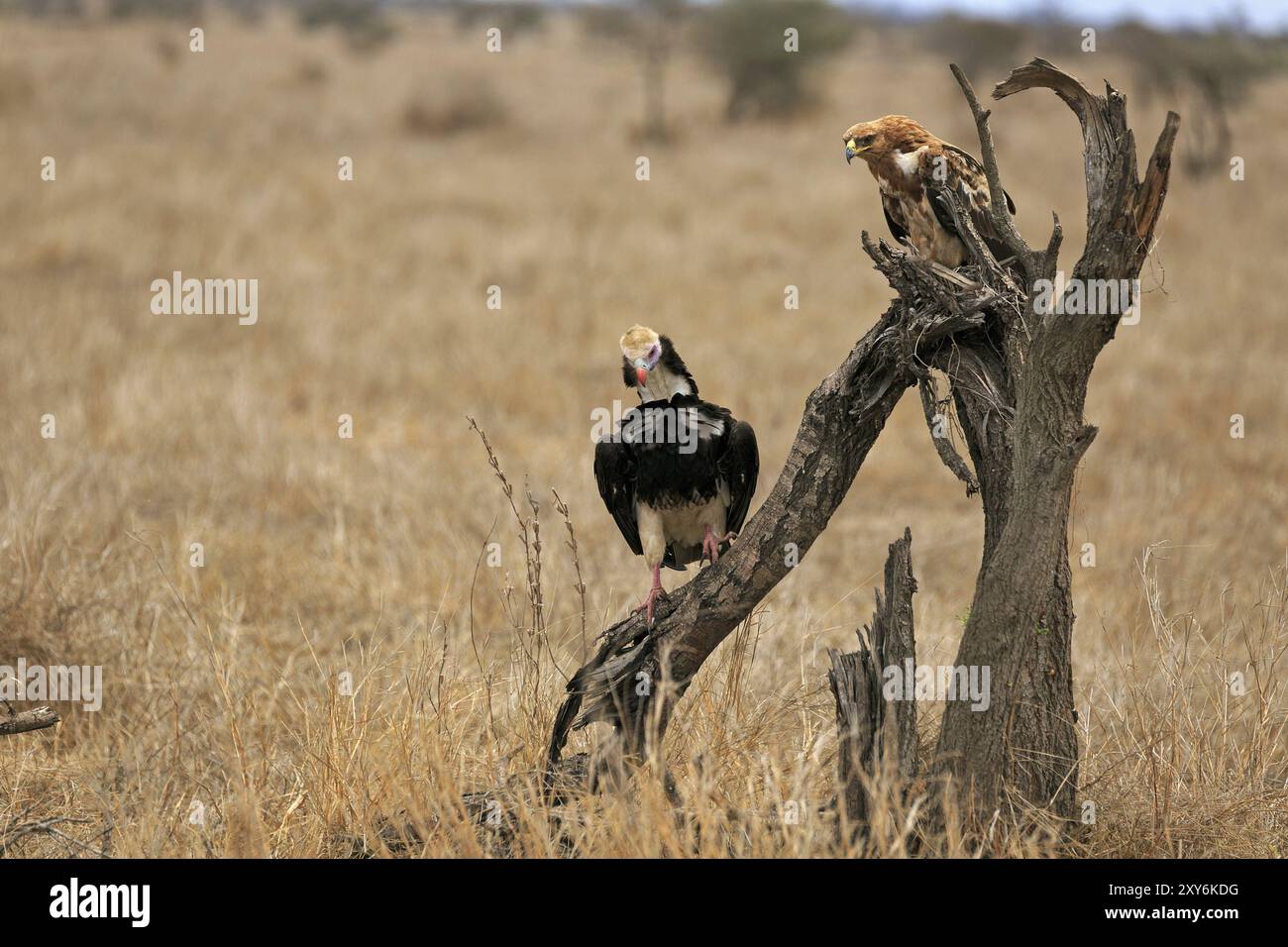 Booted eagle and woolly-headed vulture on a tree Stock Photo - Alamy