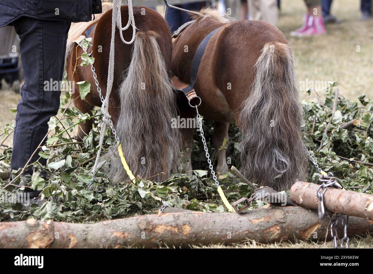 Back shetland pony hi-res stock photography and images - Alamy