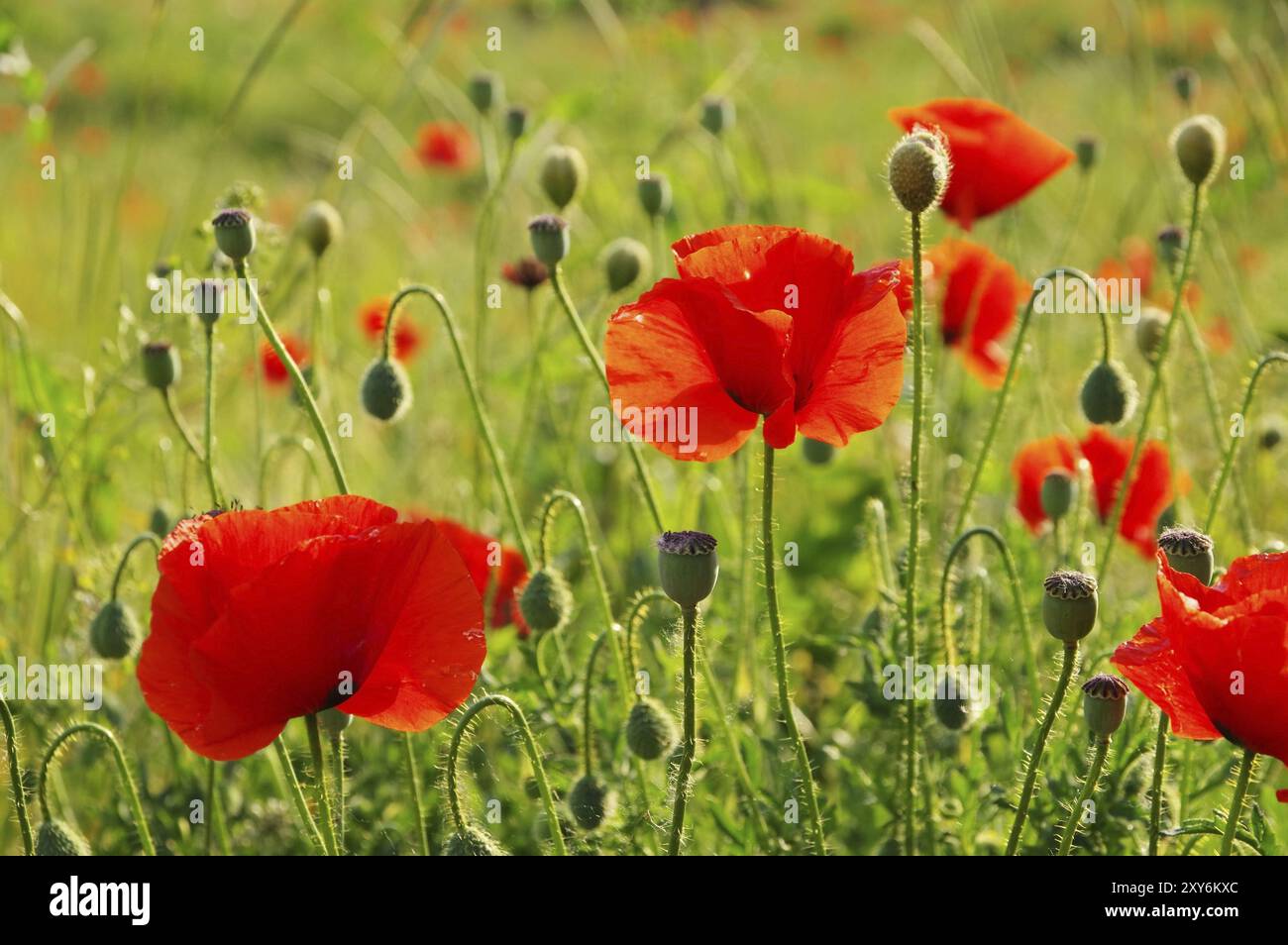 Corn poppy 49 Stock Photo - Alamy