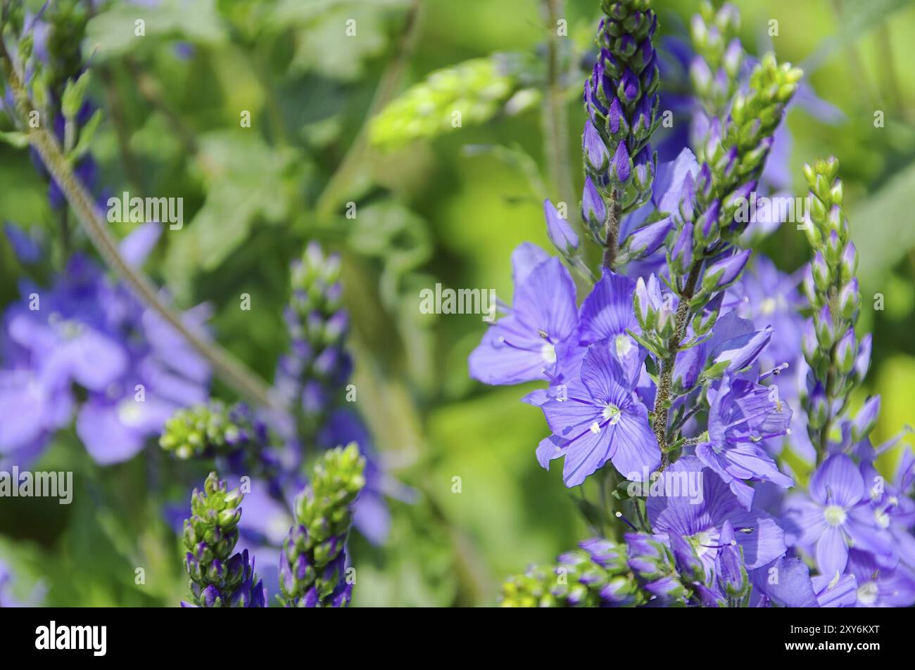 Austrian Speedwell, Veronica austriaca 02 Stock Photo - Alamy