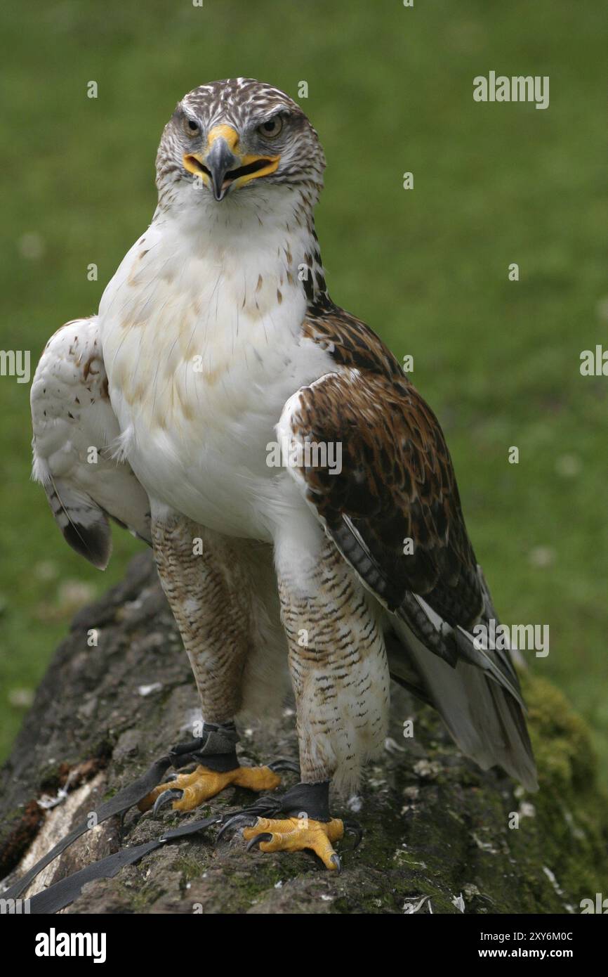 Royal Rough-legged Hawk Stock Photo - Alamy
