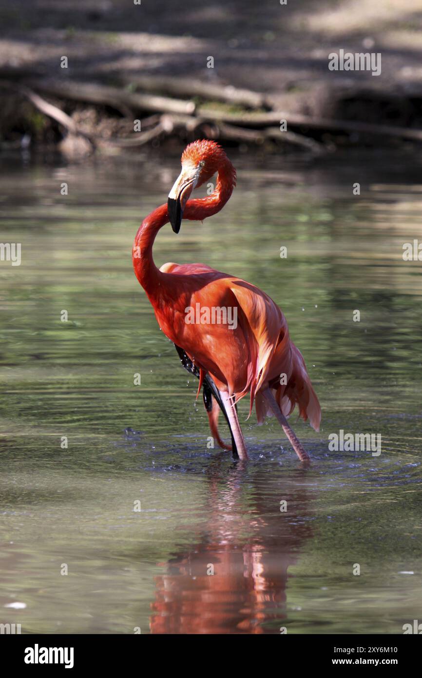 Group american flamingo take hi-res stock photography and images - Alamy