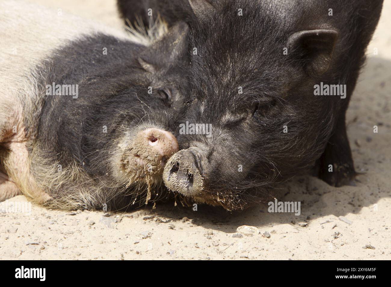 Bristle pigs hi-res stock photography and images - Alamy