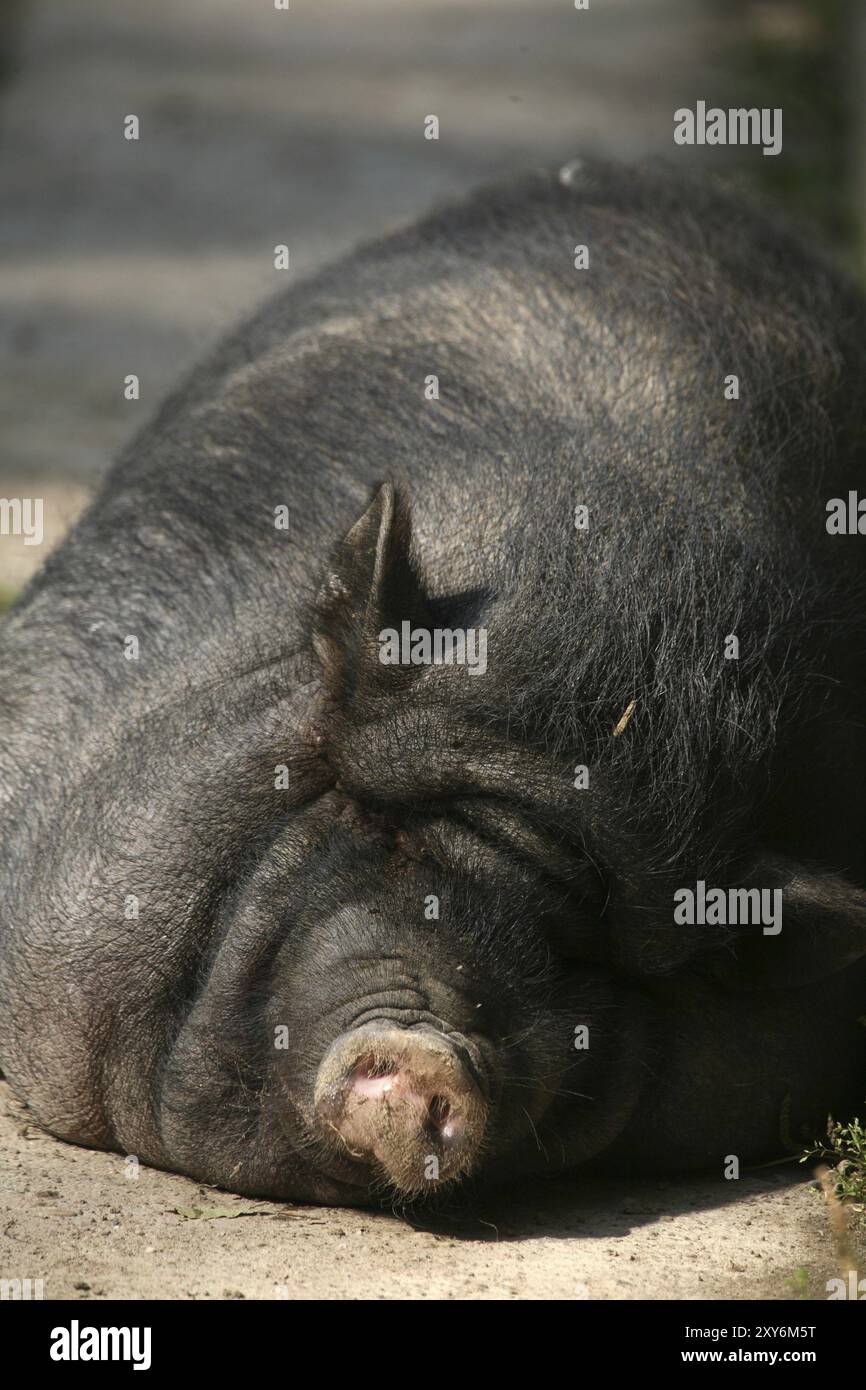 These pigs are mainly kept as pets in Vietnam Stock Photo - Alamy