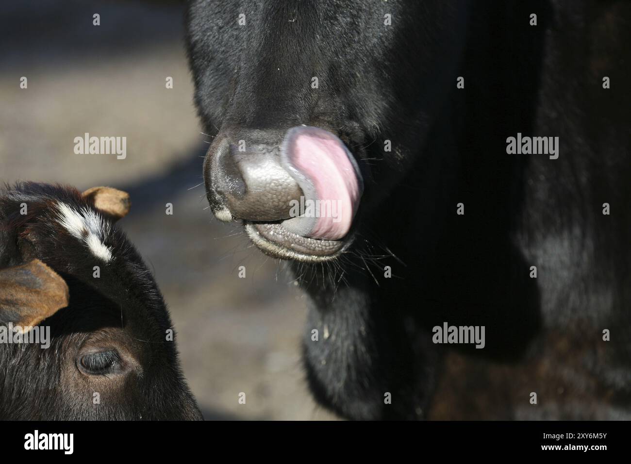 Tongue of a humpback cattle Stock Photo - Alamy