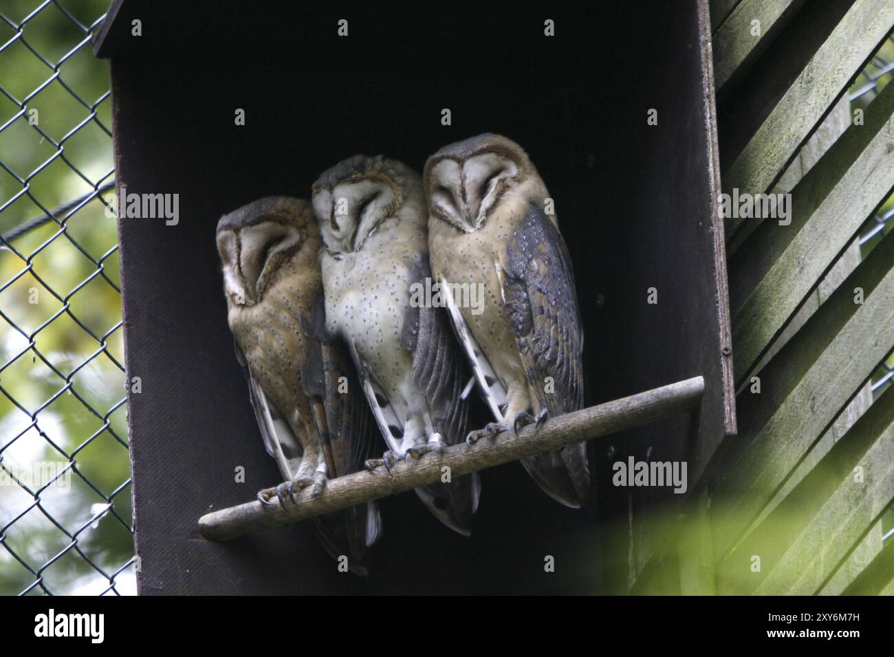 Barn owls on perch Stock Photo - Alamy