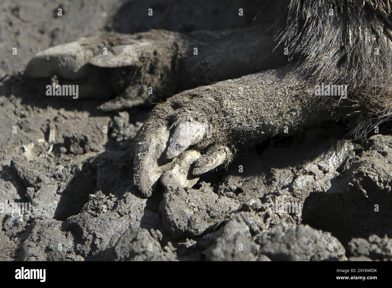 Ungulate feet hi-res stock photography and images - Alamy