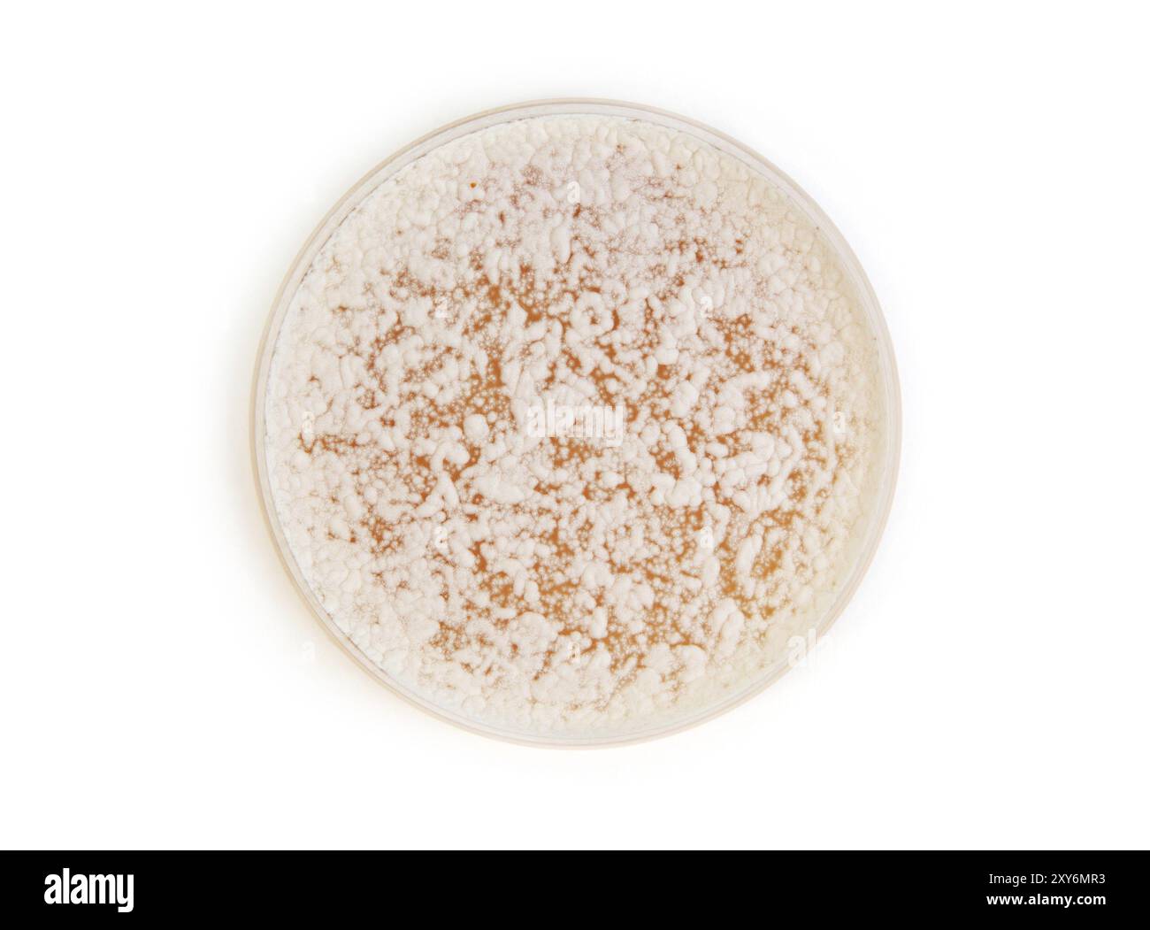 Fungi microorganisms on agar plate over white background Stock Photo ...