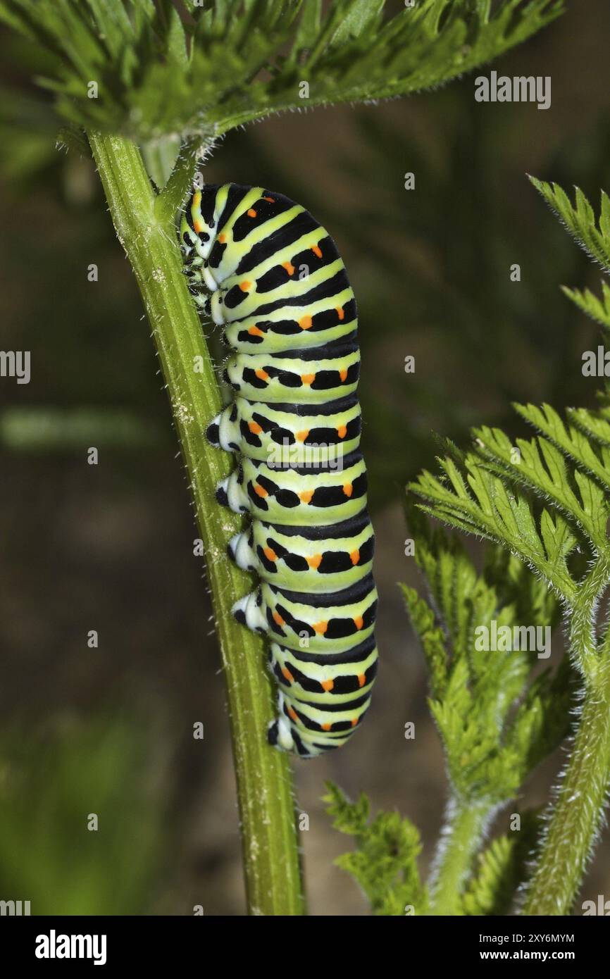Swallowtail, Caterpillar, Papilio machaon, Common Yellow Swallowtail, Caterpillar Stock Photo ...