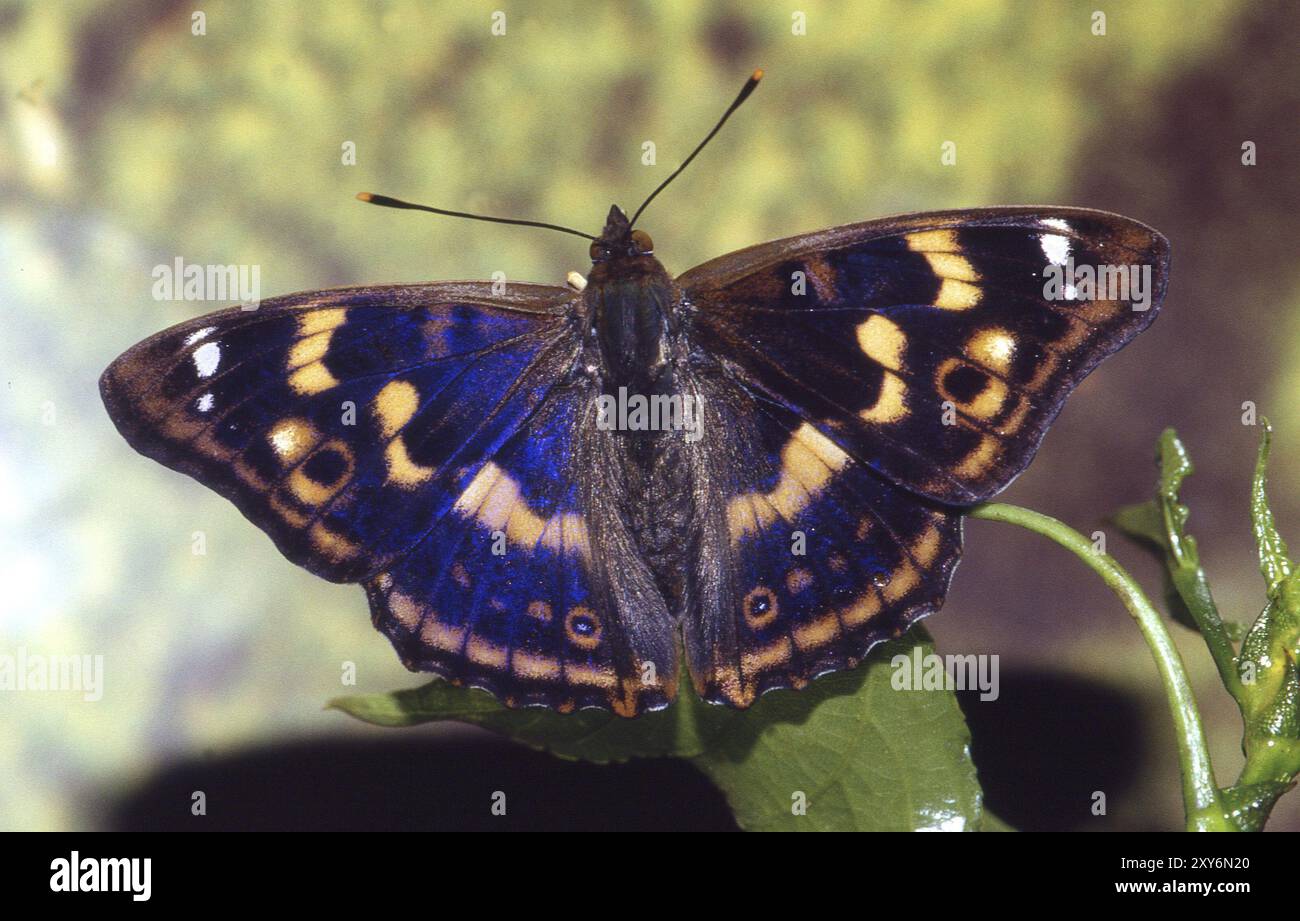 Lesser Purple Emperor, Apatura ilia, Lesser Purple Emperor Stock Photo ...