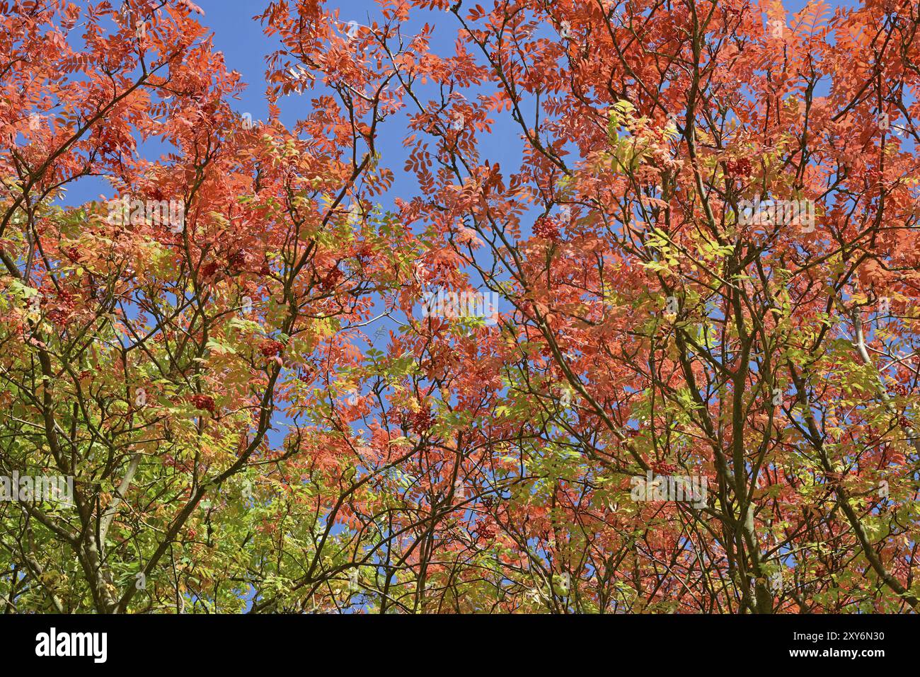 European rowan (Sorbus aucuparia), view into the treetops with autumn ...