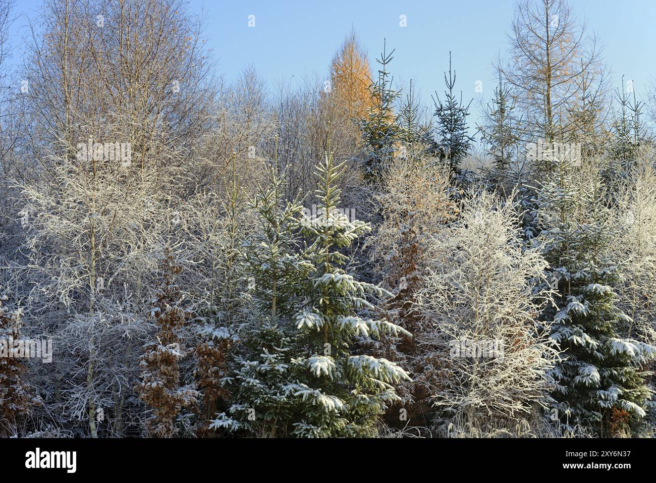 Winter landscape, mixed forest, spruce (Picea abies), birch (Betula ...