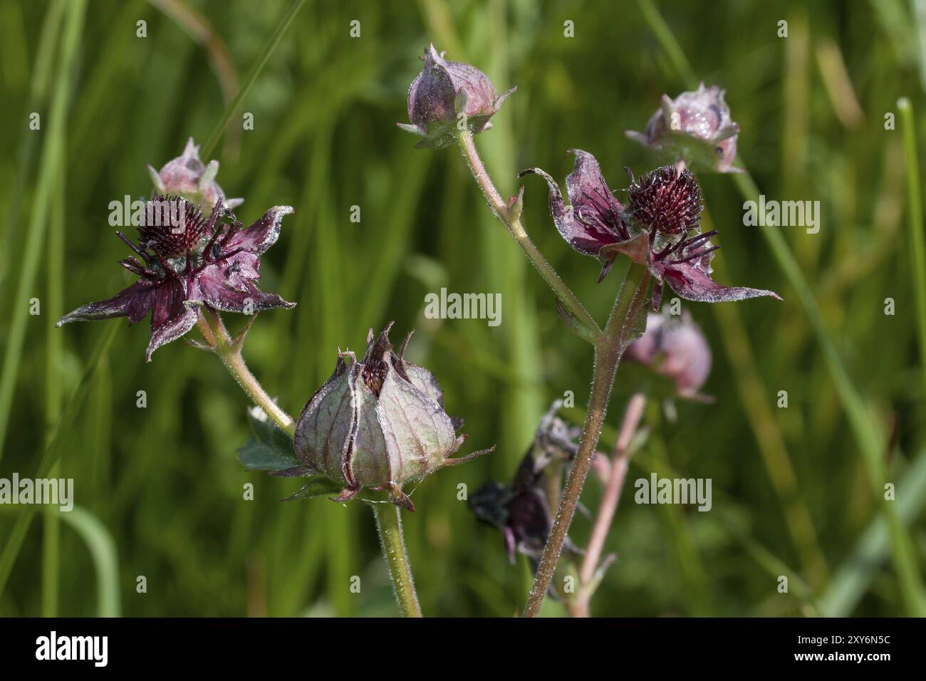 Marsh potentilla hi-res stock photography and images - Alamy